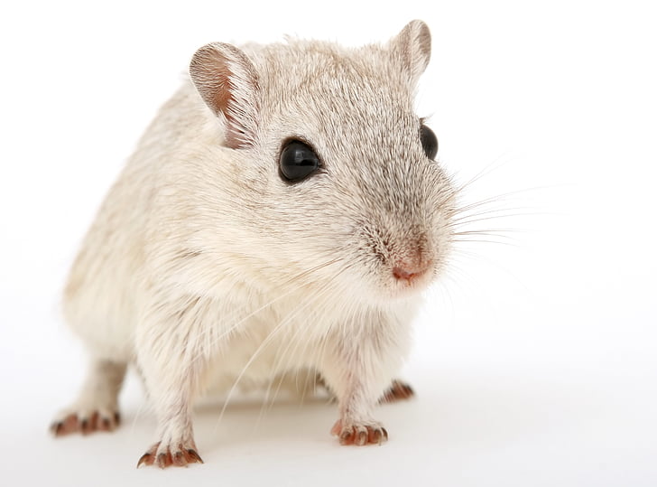 Little Beast (Piccola Bestia) | The Mercurian